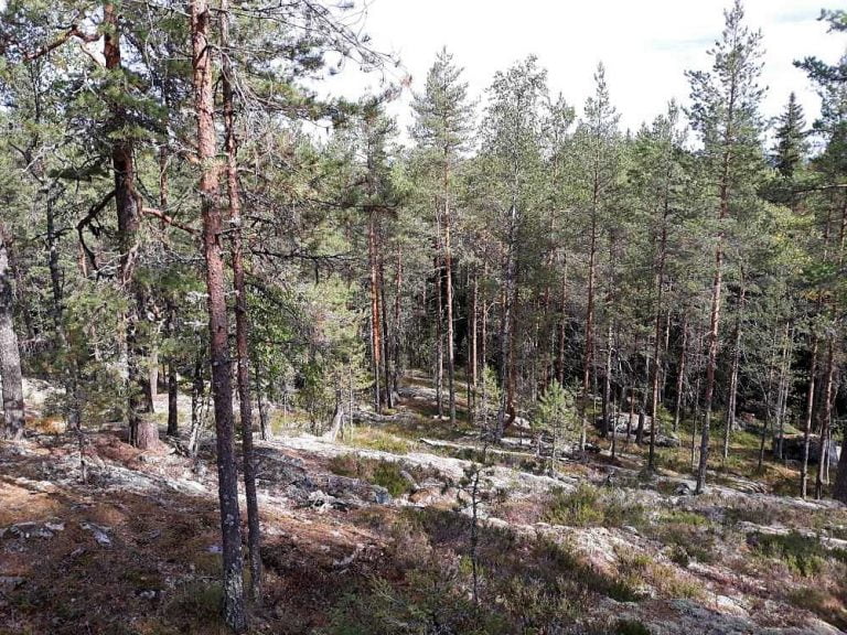 Visit Laukaa - Kaikki lähellä Laukaassa